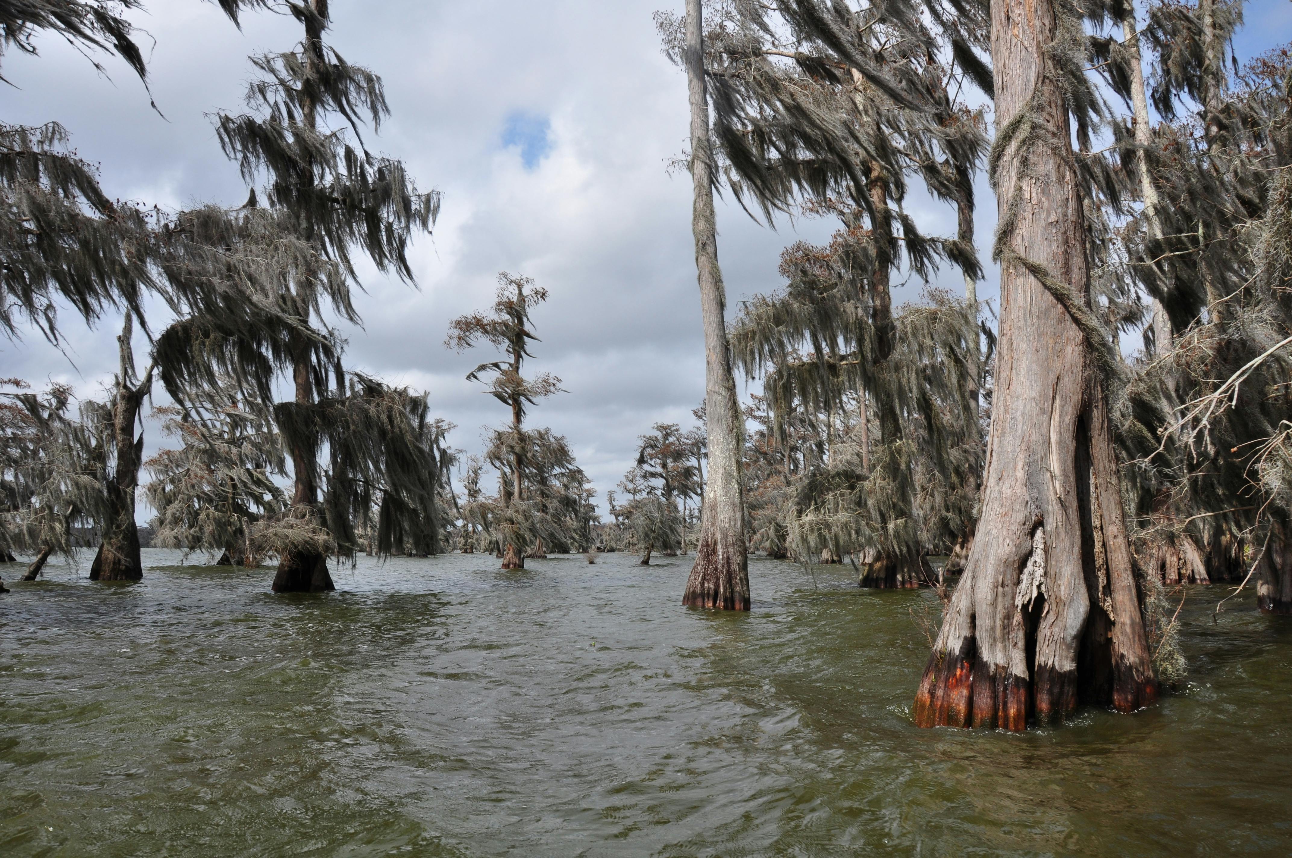 Statewide Louisiana Maps – MyTopo Map Store